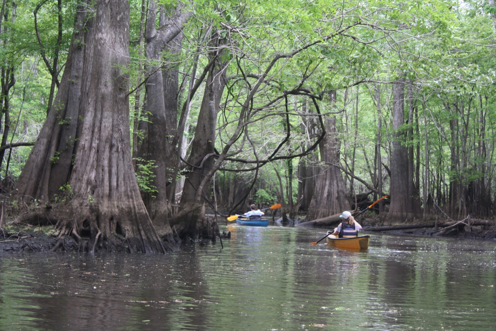 Spring is For Blackwater Kayaking | Coastal Expeditions Blog