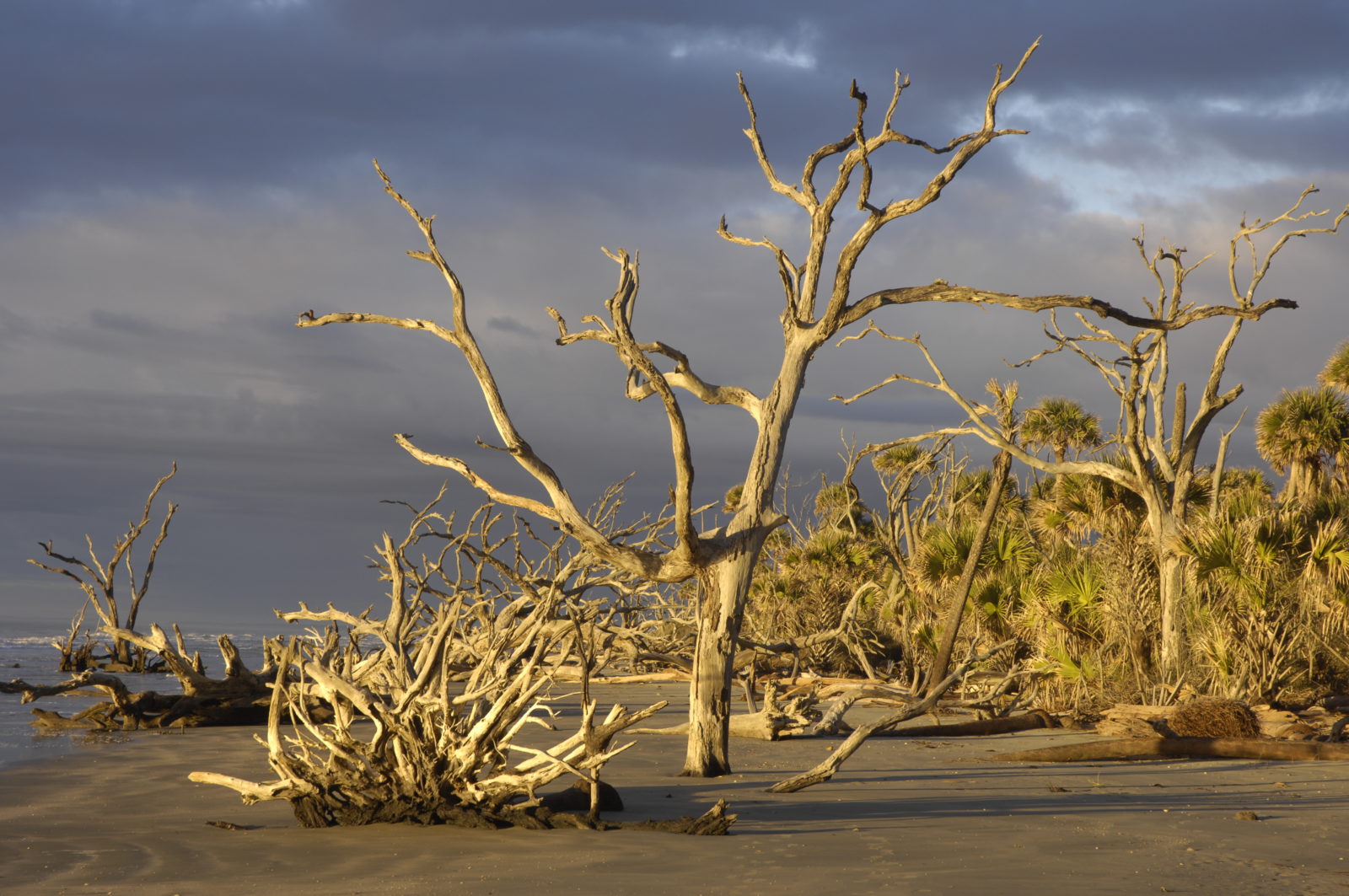Bulls Island & Cape Romain NWR | Coastal Expeditions