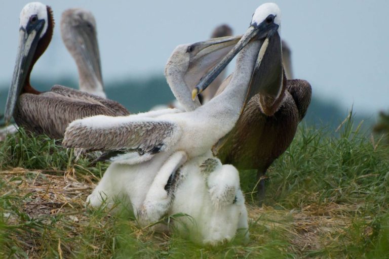 Crab Bank: For the Birds | Coastal Expeditions Blog
