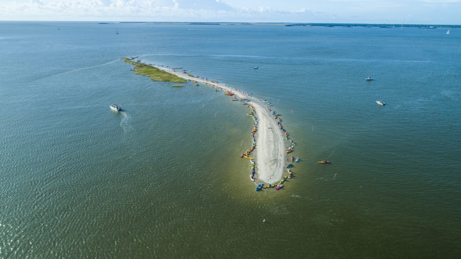 Nearly 200 Paddlers Raised Their Paddles for Pelicans | Coastal ...