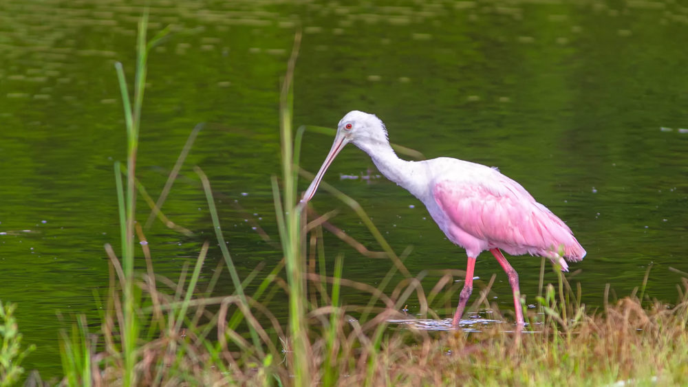 Gullah-Geechee Culture & Salt Marsh Field Trip | Coastal Expeditions