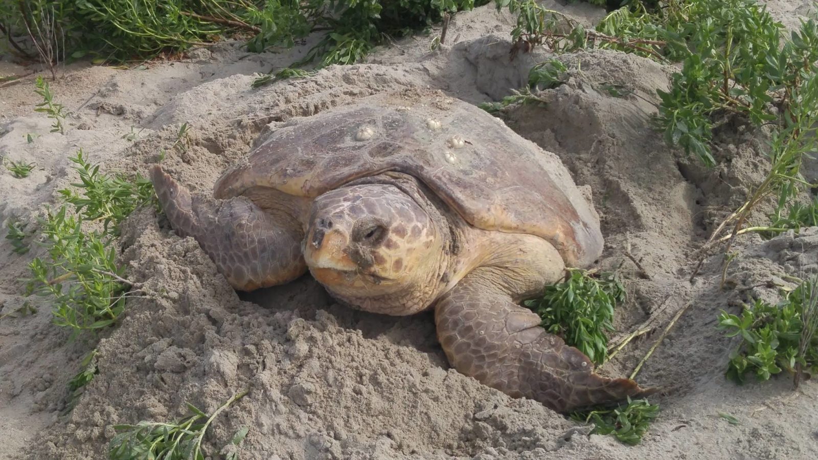 Bulls Island & Cape Romain NWR | Coastal Expeditions
