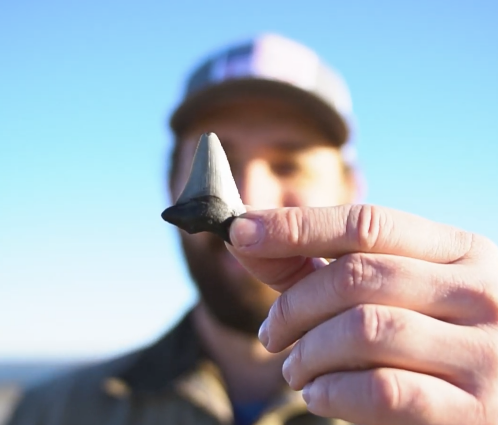 Lowcountry Fossil Series- History, ID and Ethical Collecting | Coastal ...