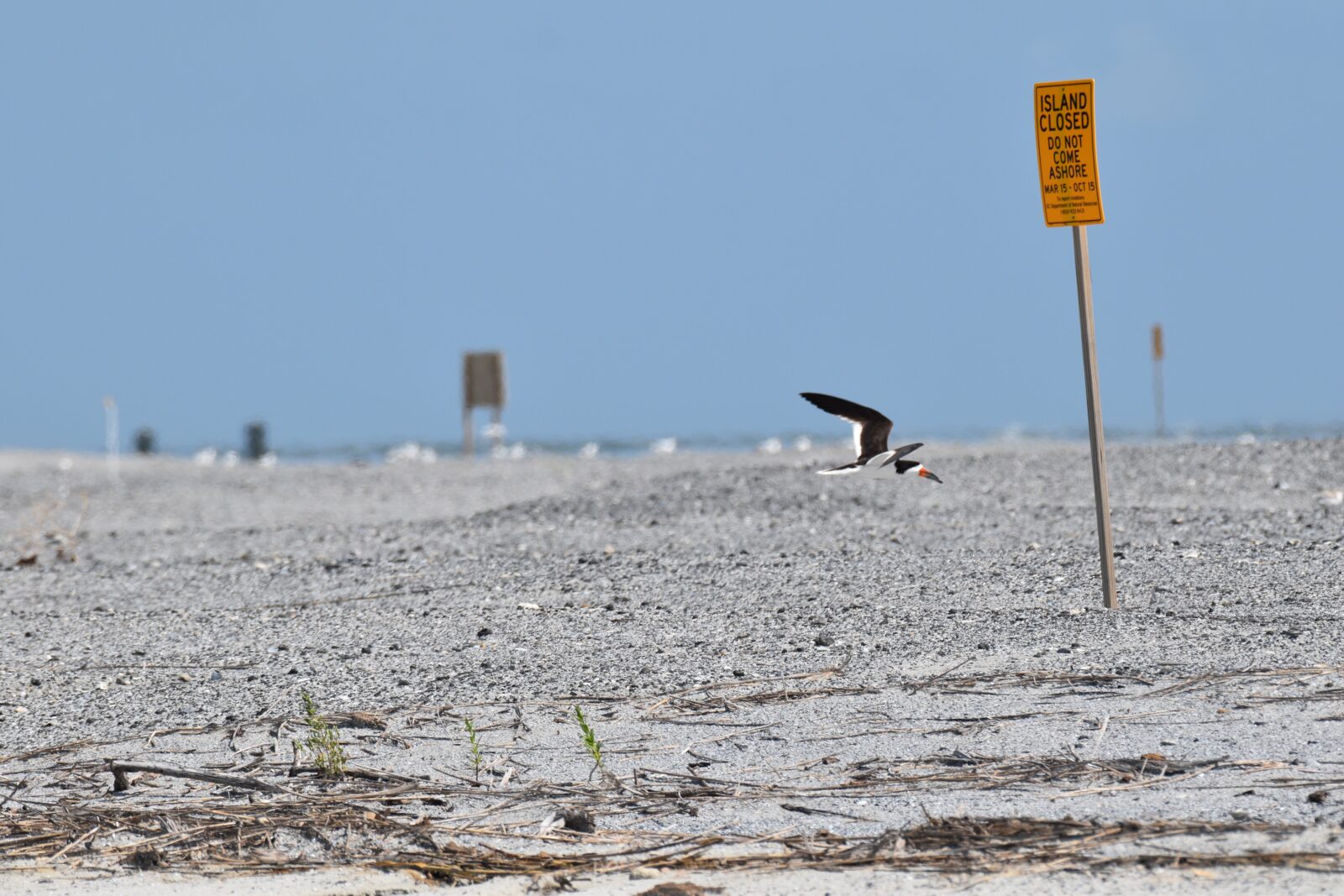 Crab Bank: For the Birds | Coastal Expeditions Blog