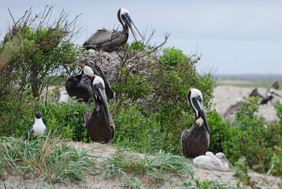 Pelican Colony Nesting Islands Tour | Shem Creek