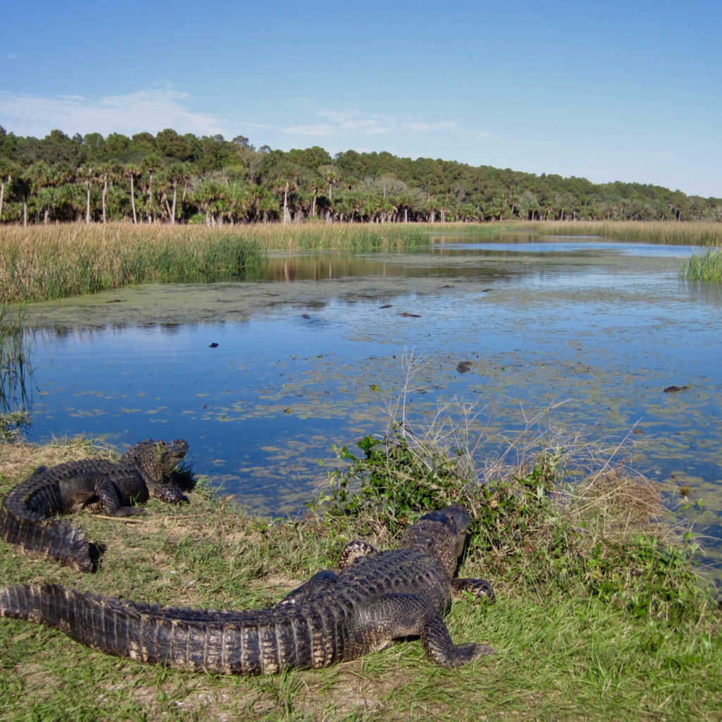 Bulls Island & Cape Romain NWR Archives | Coastal Expeditions