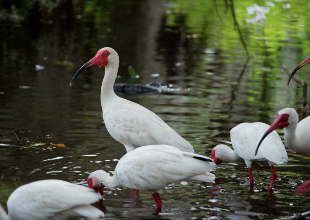 The White Ibis in Beaufort, South Carolina | Coastal Expeditions